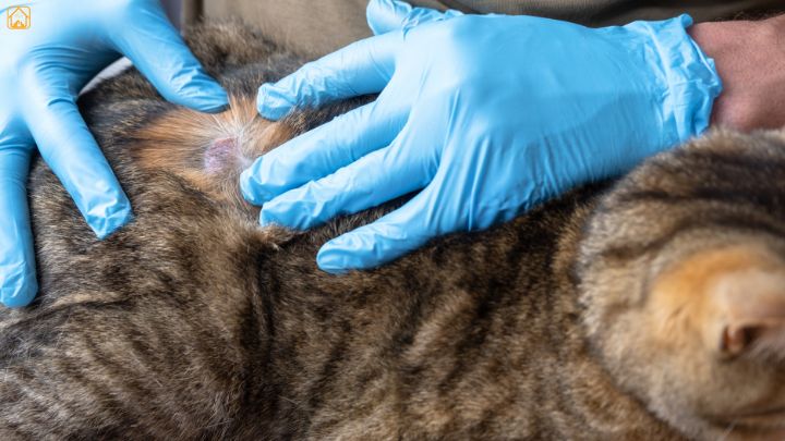 Cryptococcosis in Cats: Symptoms, Treatment & Prevention